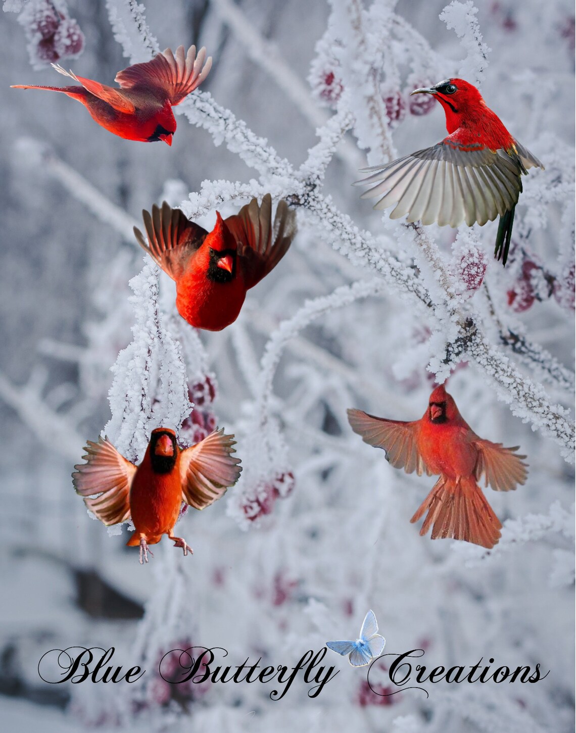 Flying Red Bird Overlays, Winter Bird Overlays, Red Cardinal Clipart ...