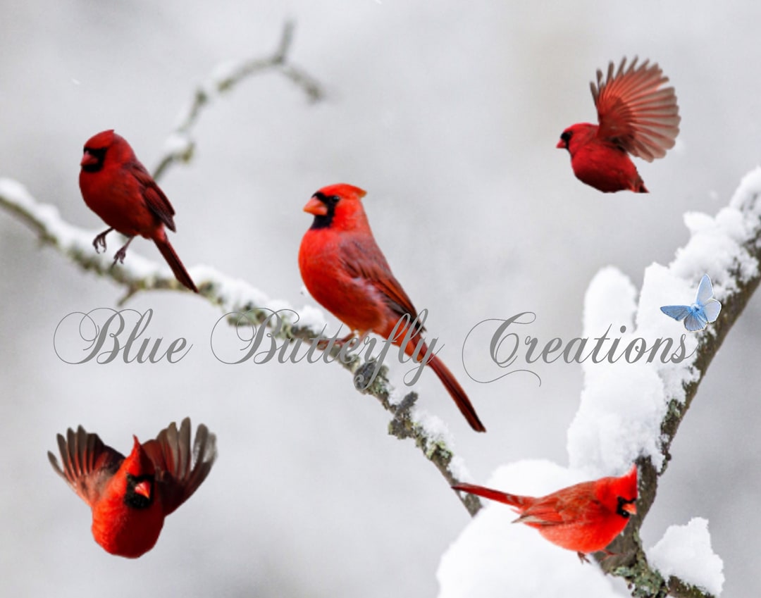 Winter Bird Overlays, Red Cardinal Clipart, Red Bird Clipart, Cardinal ...