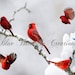 Winter Bird Overlays, Red Cardinal Clipart, Red Bird Clipart, Cardinal ...