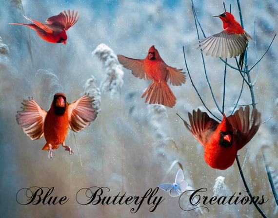 Flying Red Bird Overlays Winter Bird Overlays Red Cardinal | Etsy