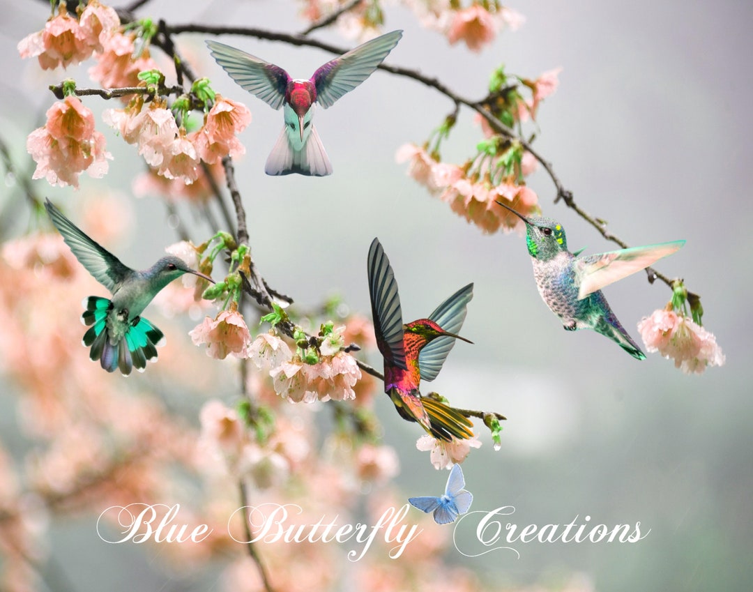 Hummingbird PNG Overlays, Photoshop Overlays, Digital Photo Overlays ...