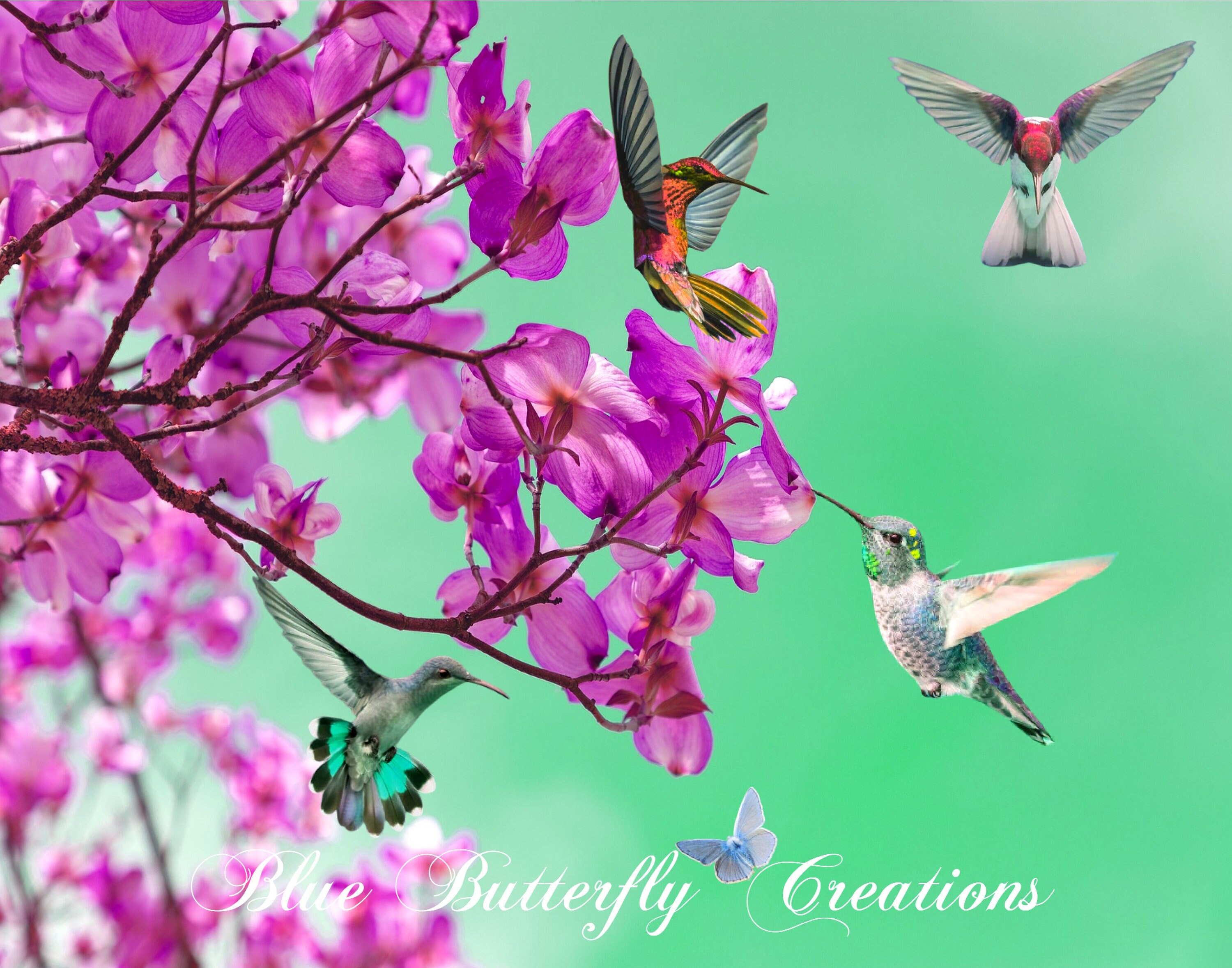 Hummingbird PNG Overlays, Photoshop Overlays, Digital Photo Overlays ...