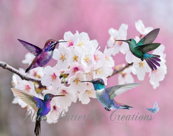 Hummingbird PNG Overlays Photoshop Overlays Scrapbook - Etsy