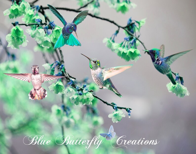 Hummingbird PNG Overlays, Photoshop Overlays, Digital Photo Overlays ...
