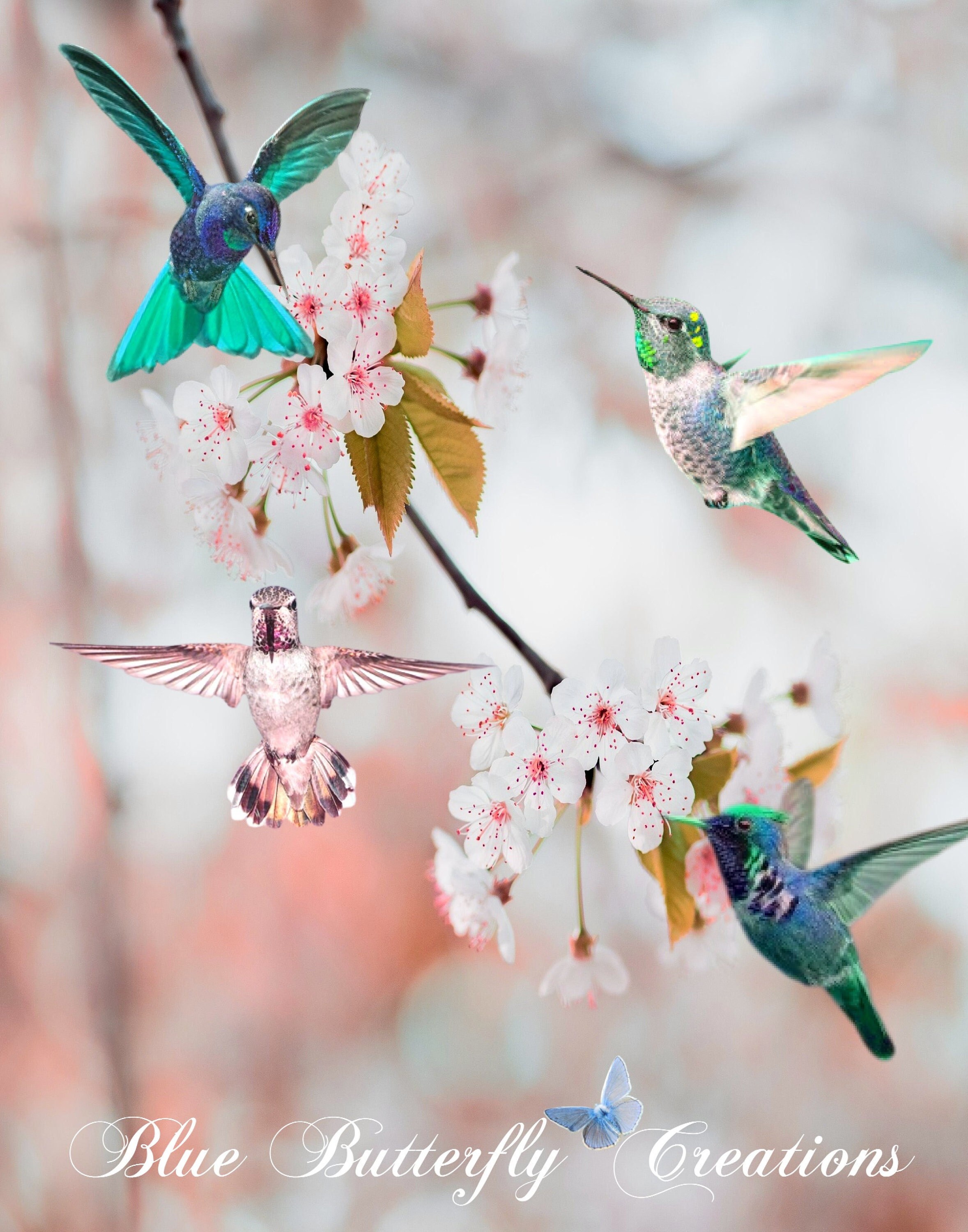 Hummingbird PNG Overlays, Photoshop Overlays, Digital Photo Overlays ...