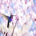 Hummingbird PNG Overlays Photoshop Overlays Scrapbook - Etsy