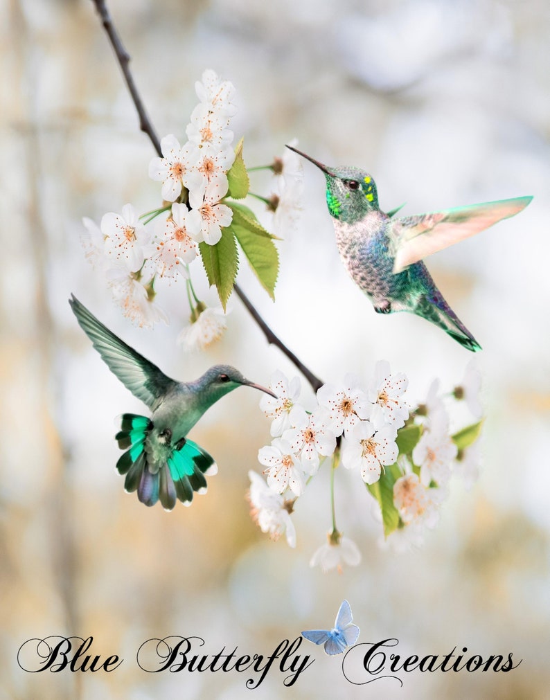 Hummingbird PNG Overlays Photoshop Overlays Digital Photo - Etsy