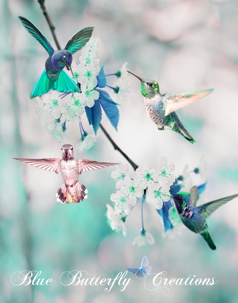 Hummingbird PNG Overlays, Photoshop Overlays, Digital Photo Overlays ...