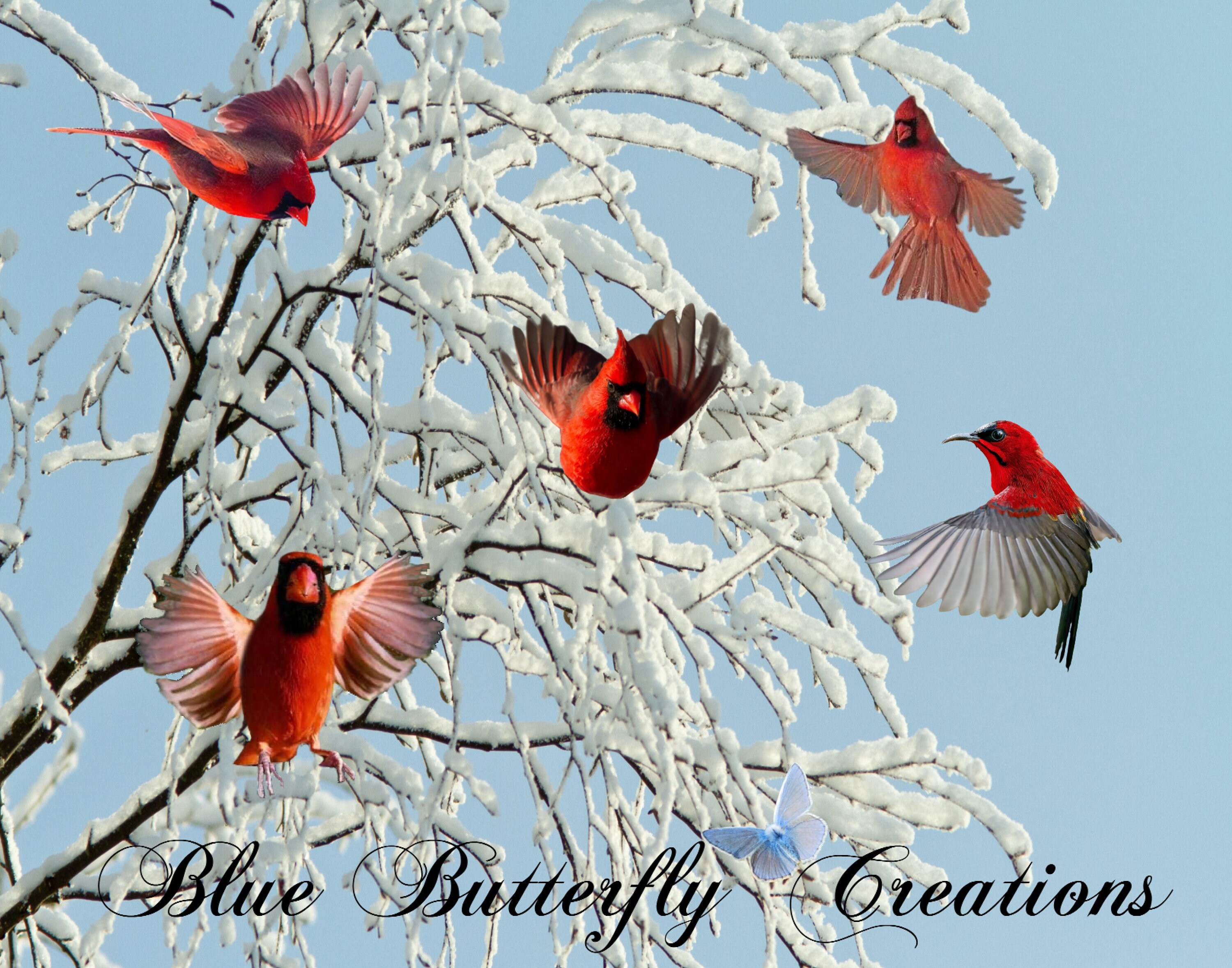 Flying Red Bird Overlays, Winter Bird Overlays, Red Cardinal Clipart ...