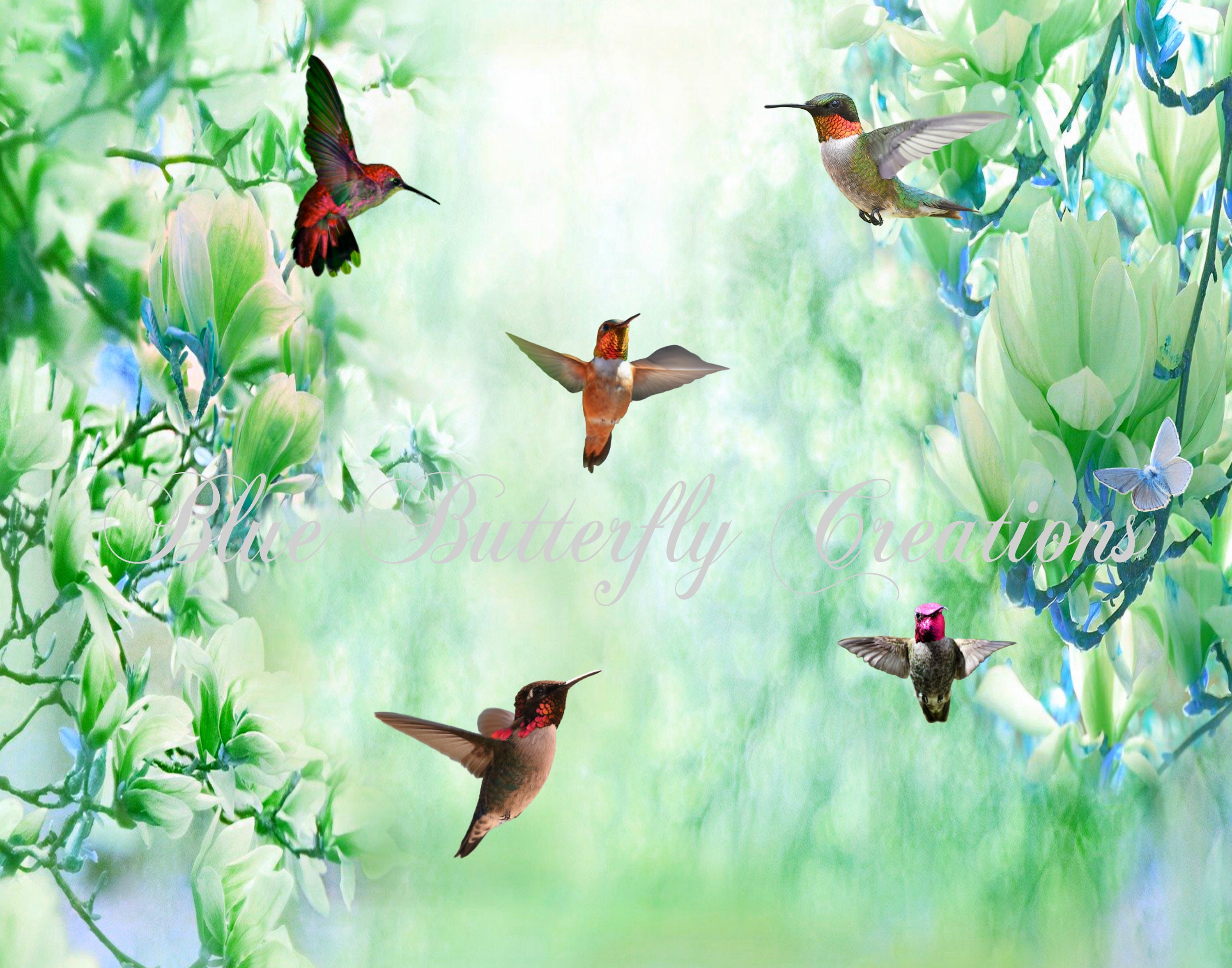 Hummingbird PNG Overlays, Scrapbook Elements, Digital Photo Overlays ...