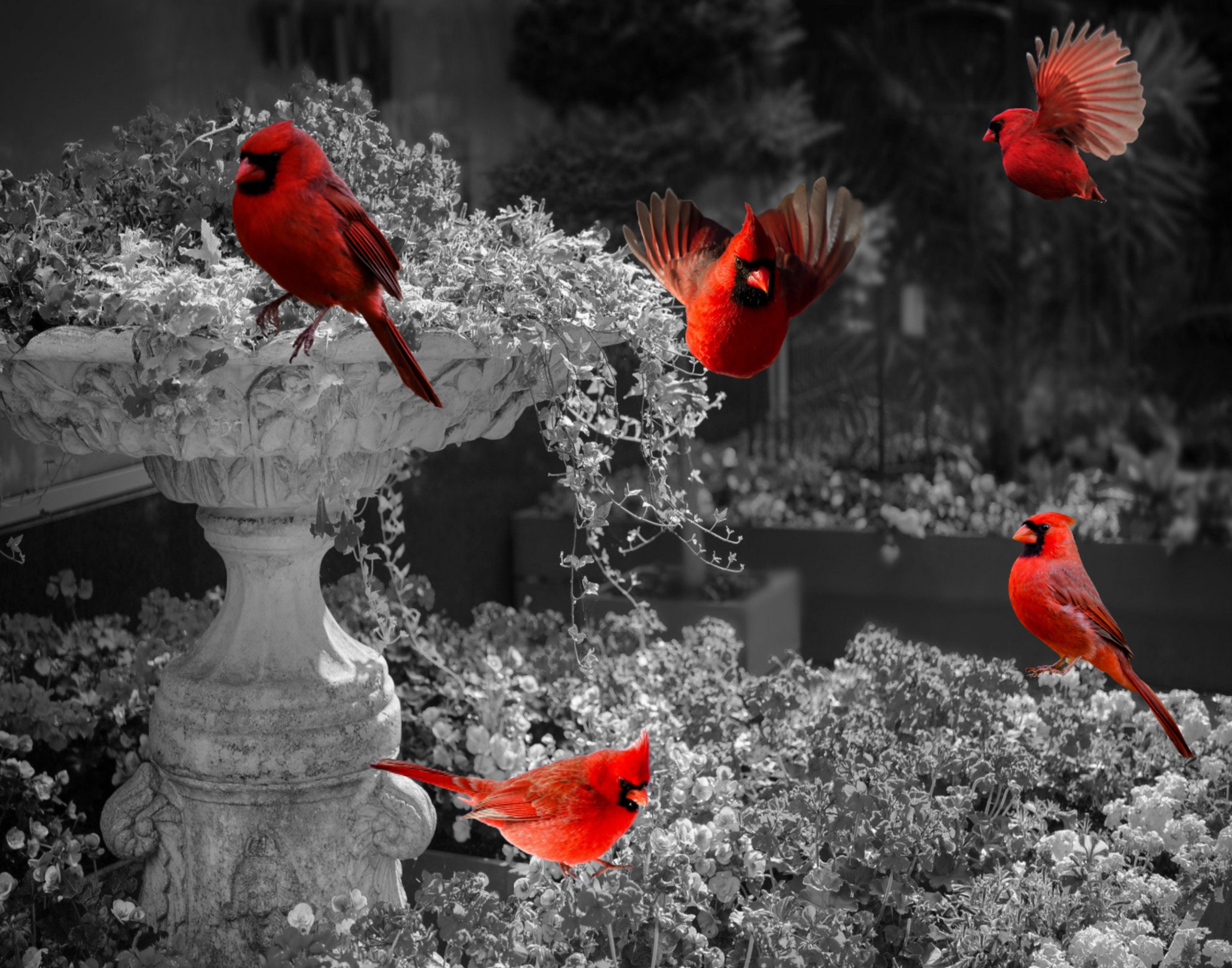 Winter Bird Overlays, Red Cardinal Clipart, Red Bird Clipart, Cardinal ...