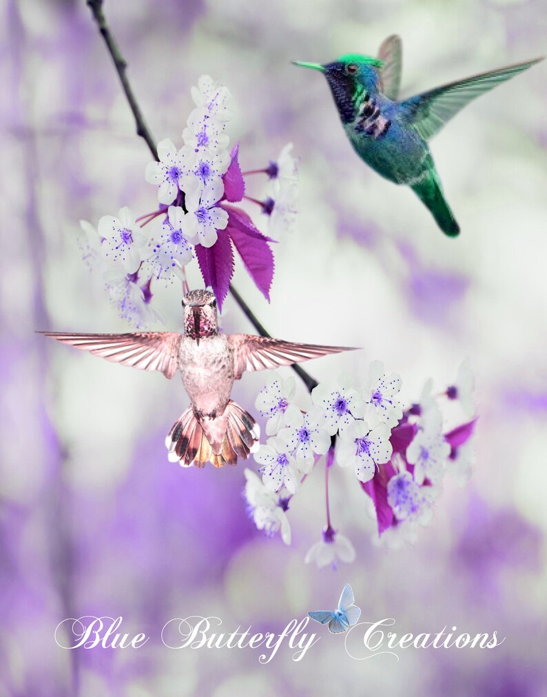 Hummingbird PNG Overlays, Photoshop Overlays, Digital Photo Overlays ...