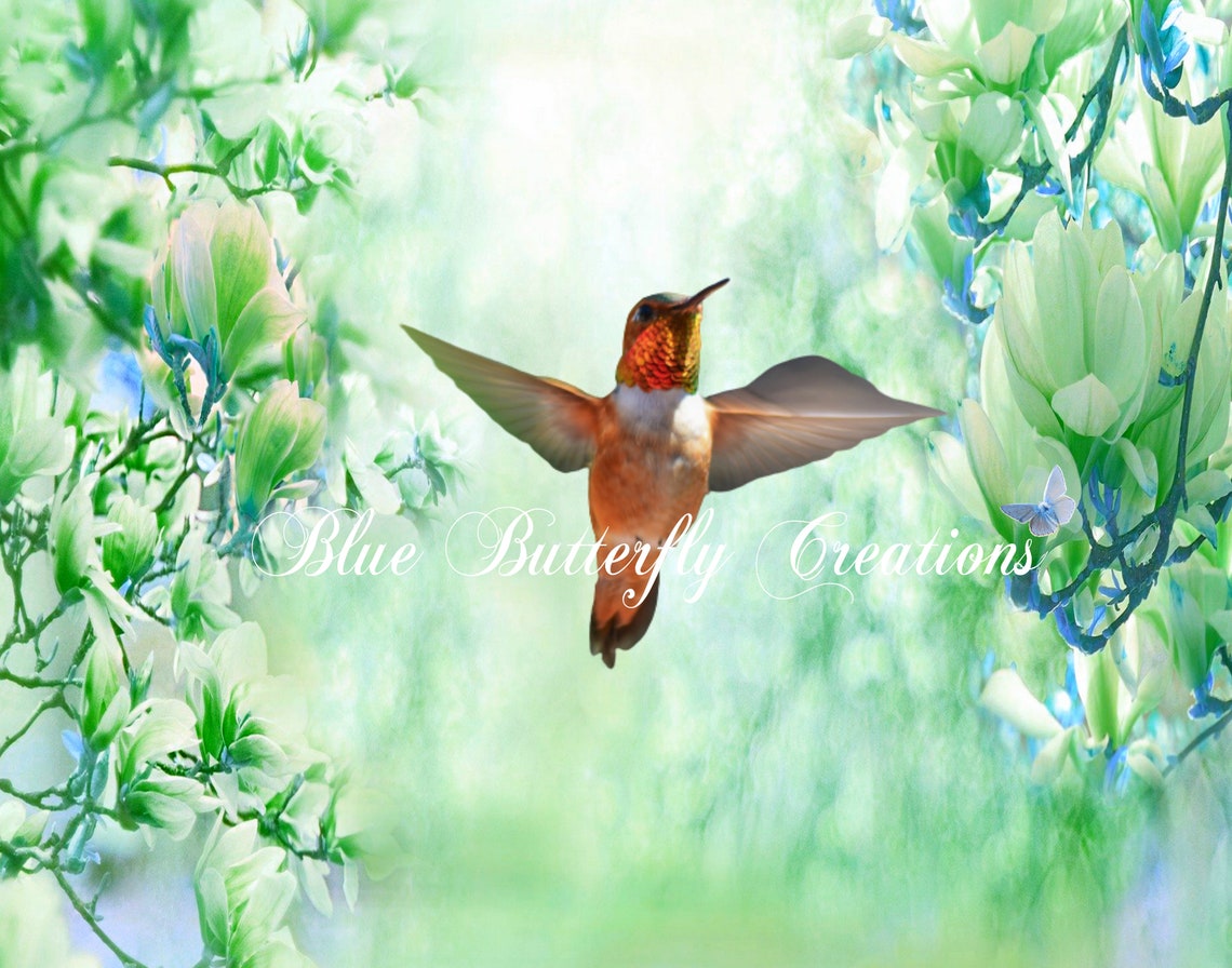 Hummingbird PNG Overlays Scrapbook Elements Digital Photo | Etsy