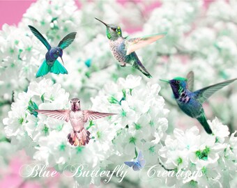 Hummingbird PNG Overlays, Photoshop Overlays, Digital Photo Overlays ...
