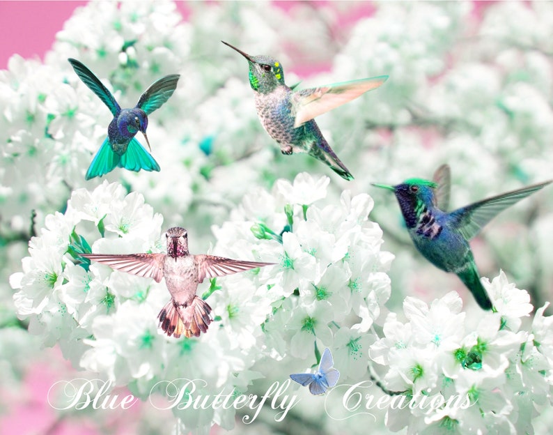 Hummingbird PNG Overlays, Photoshop Overlays, Digital Photo Overlays ...
