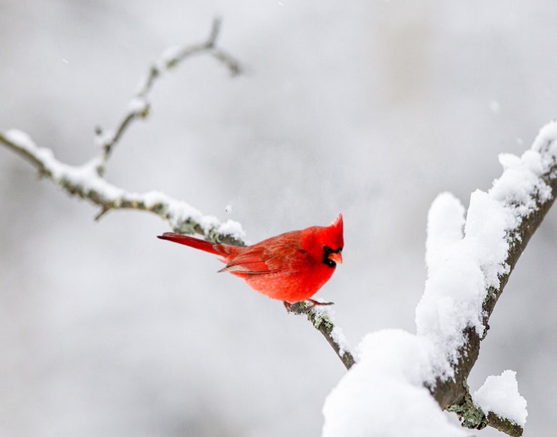 Winter Bird Overlays, Red Cardinal Clipart, Red Bird Clipart, Cardinal ...