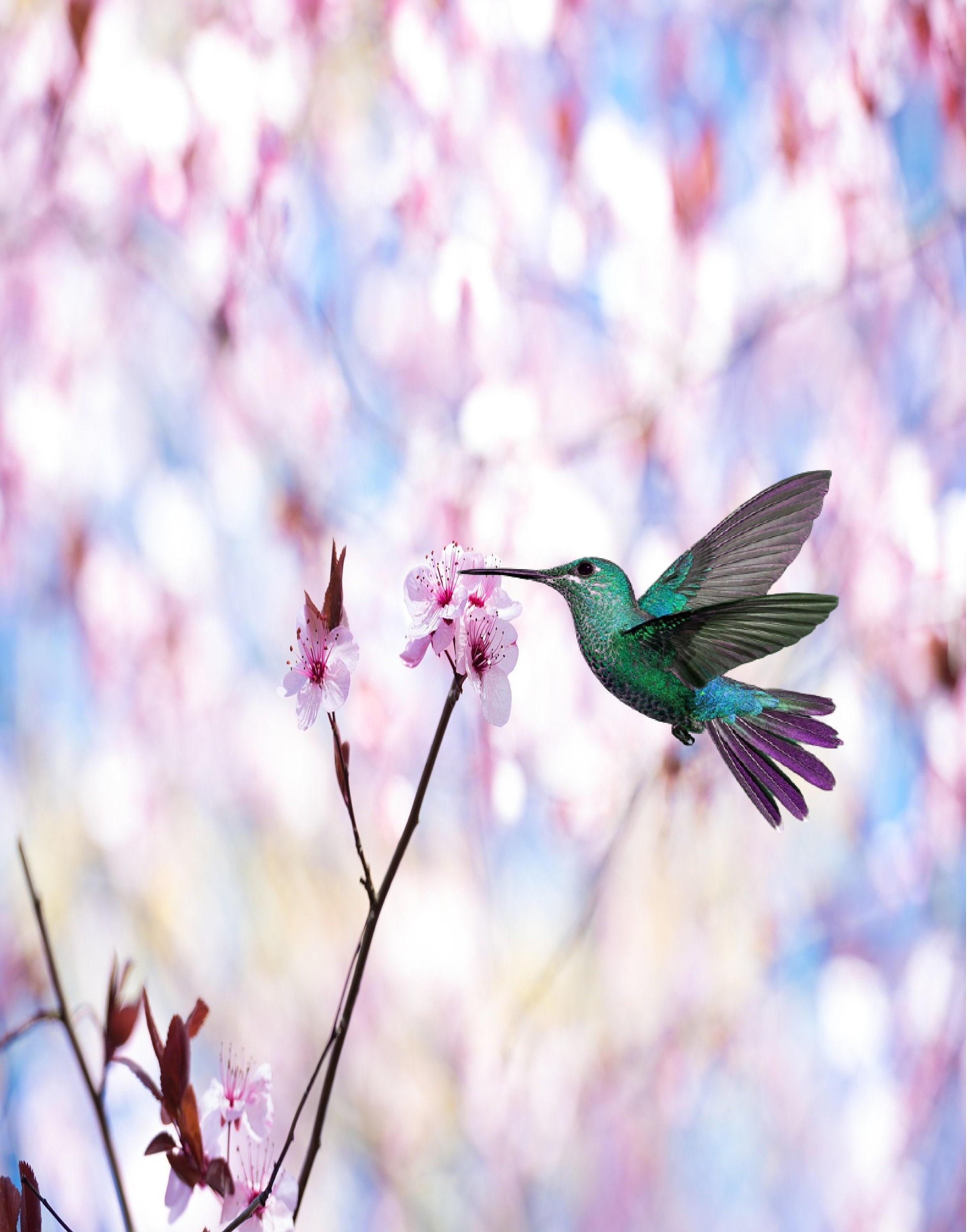 Hummingbird PNG Overlays Photoshop Overlays Scrapbook - Etsy