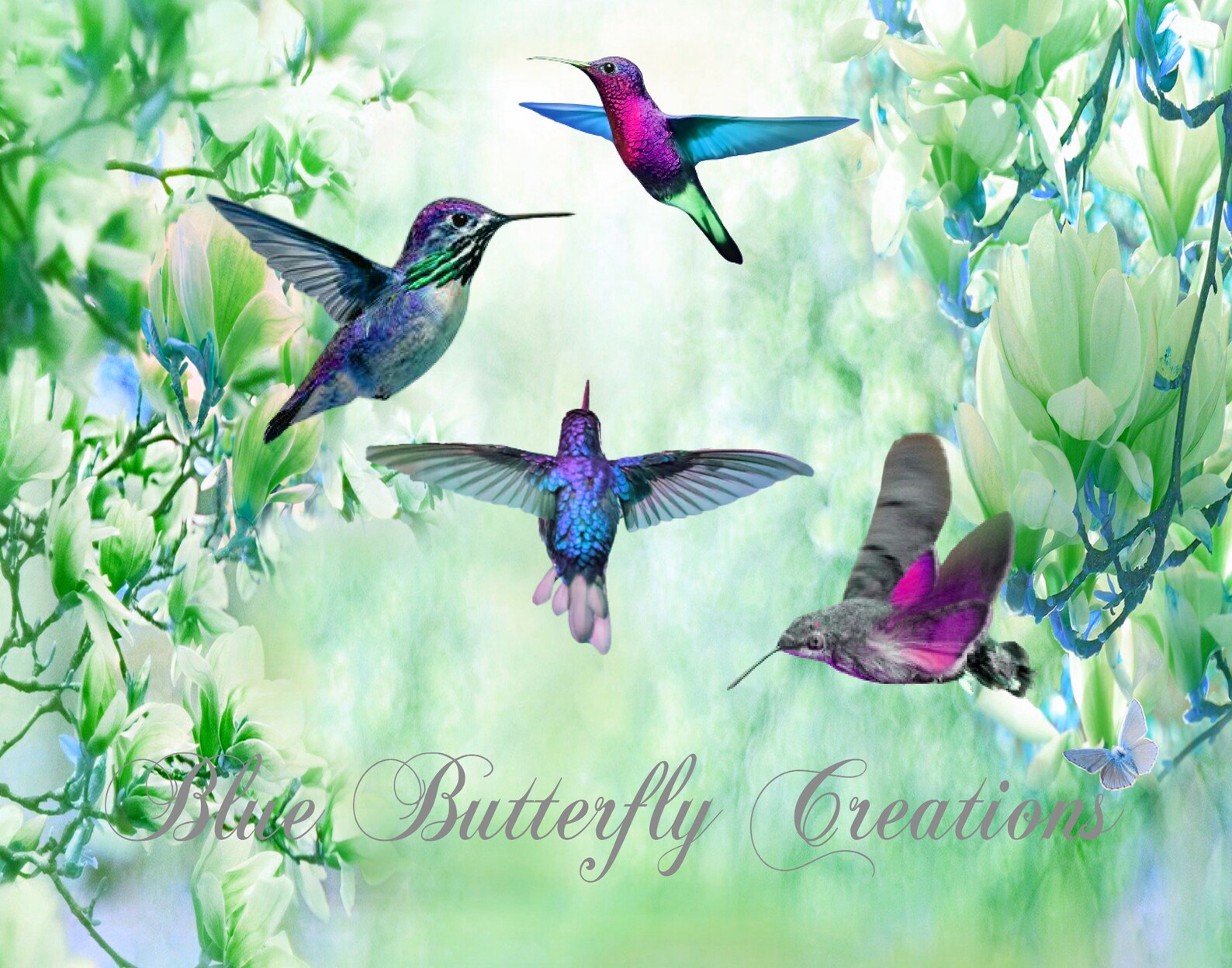 Hummingbird PNG Overlays, Photoshop Overlays, Digital Photo Overlays ...