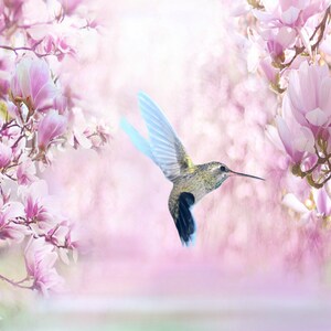 Hummingbird PNG Overlays, Photoshop Overlays, Digital Photo Overlays ...