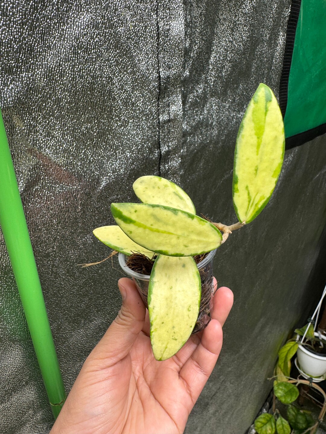 Hoya Acuta inner Variegated - Etsy