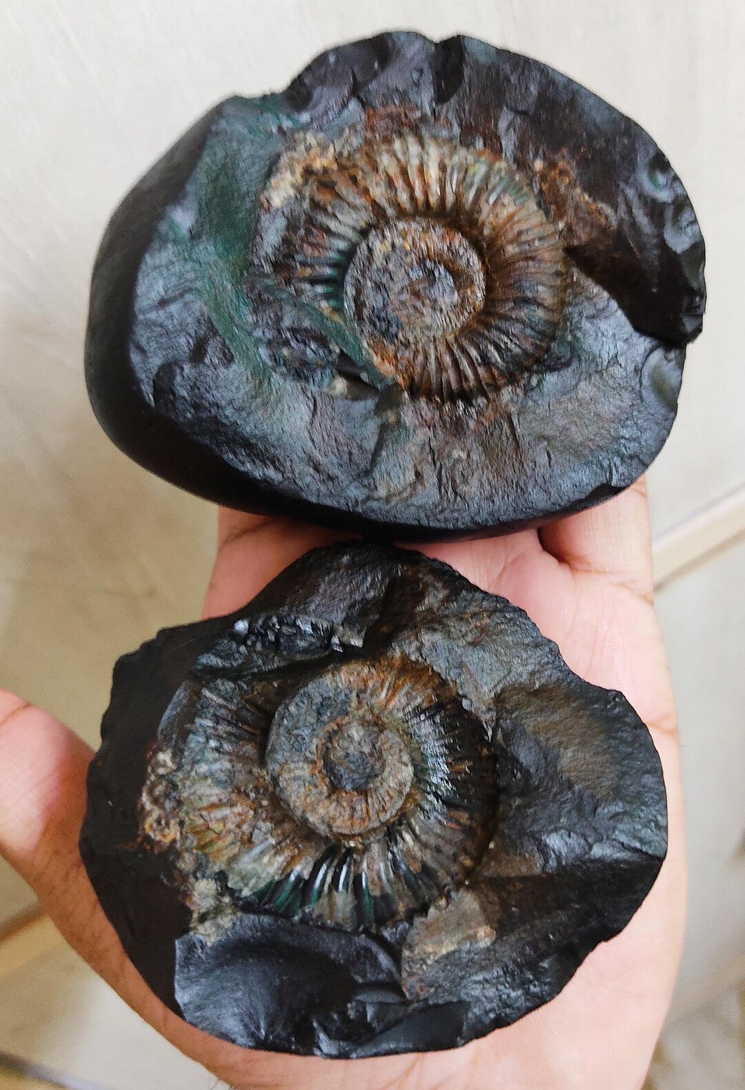 Natural Shaligram Shila Real Saligram Nepal Gandaki River - Etsy