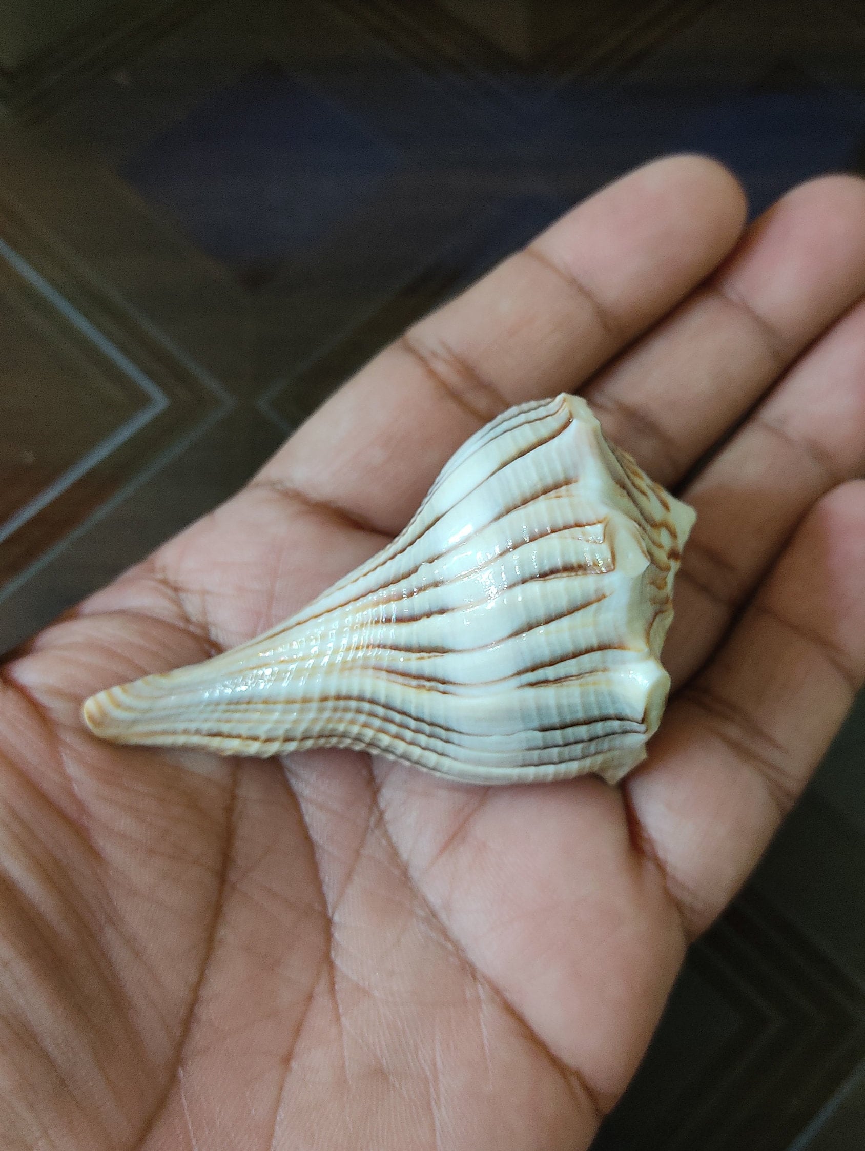 Small Dakshinavarti Lakshmi Shankh for Goddess of Wealth & - Etsy