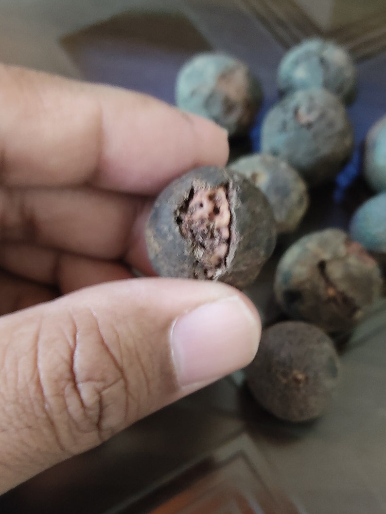 Original Nepal Rudraksha Beads: Holy Shiva Worship, Pack of 9 - Etsy