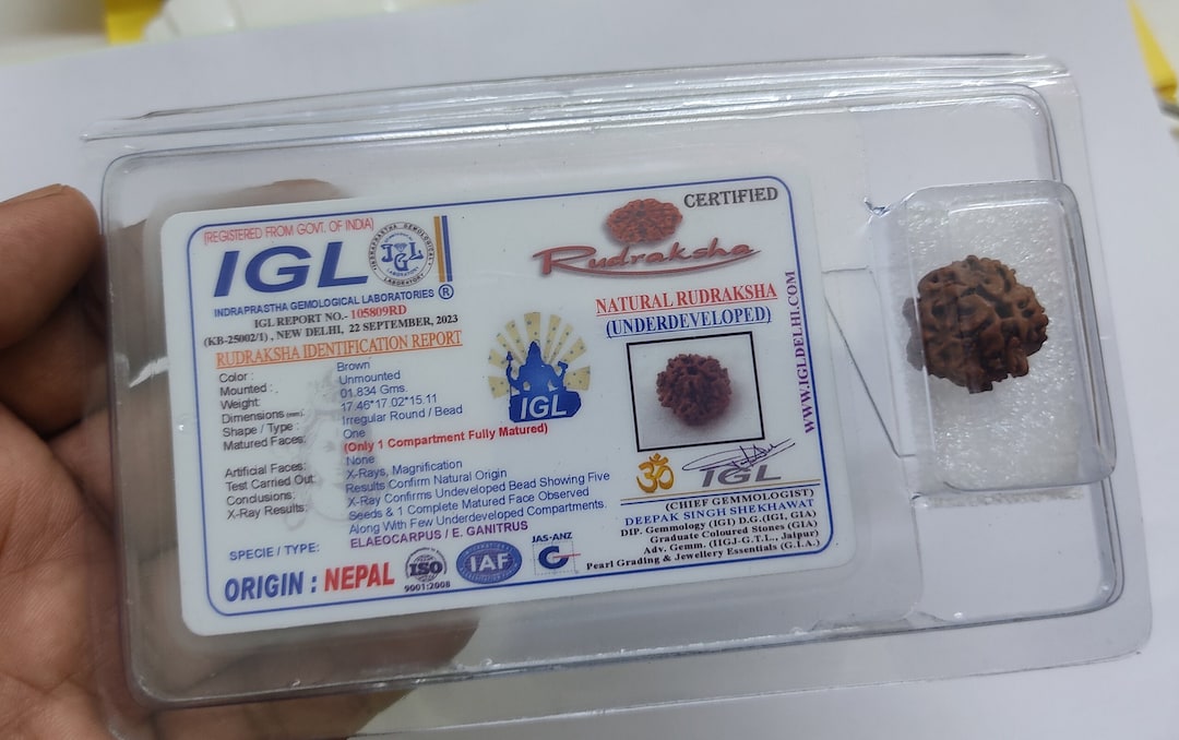 Original Natural 1 Mukhi Rudraksha One Face Rudraksha Nepal Origin ...