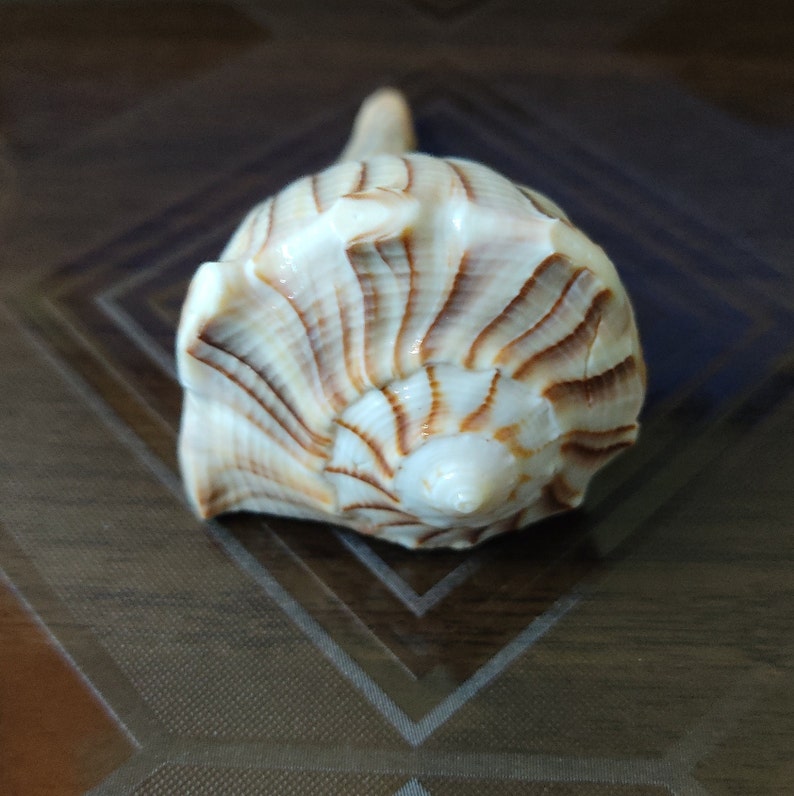 Small Dakshinavarti Lakshmi Shankh for Goddess of Wealth & Prosperity ...