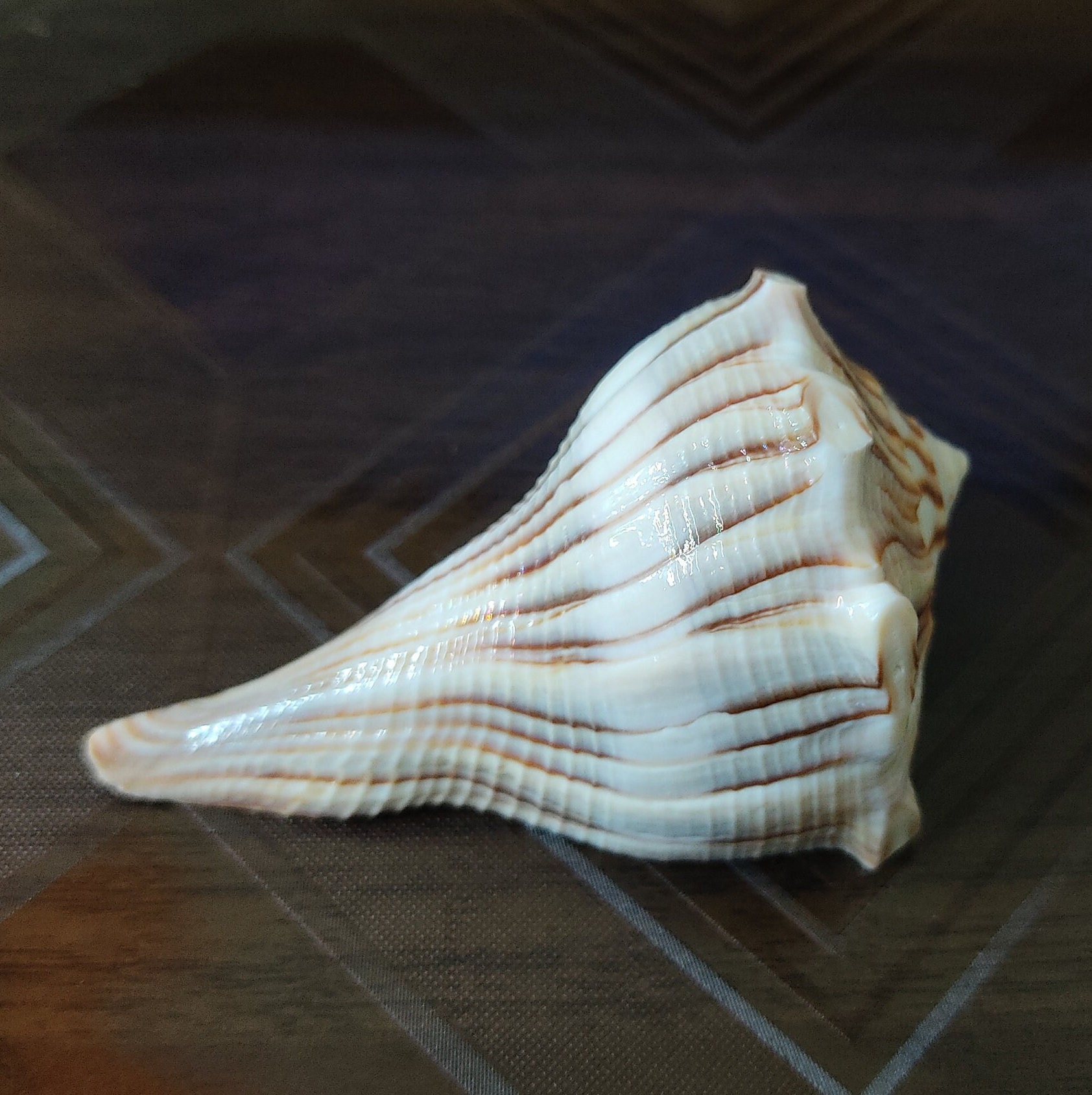 Small Dakshinavarti Lakshmi Shankh for Goddess of Wealth & Prosperity ...