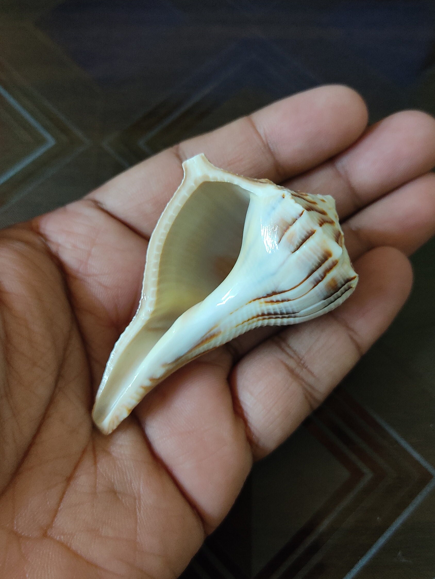 Small Dakshinavarti Lakshmi Shankh for Goddess of Wealth & Prosperity ...