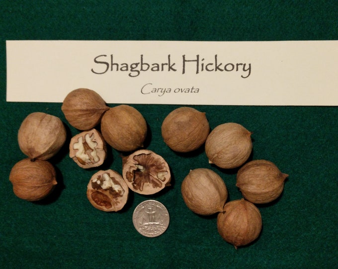 Hickory Nuts, Shagbark, Shellbark Hickory Nuts, Mixed Fresh Hickory ...