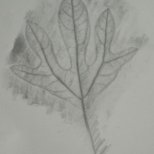 Wild Sassafras Root Bark: Organic Herbal Tea - Etsy