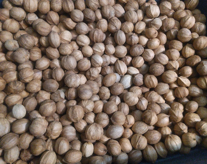 Hickory Nuts, Shagbark, Shellbark Hickory Nuts, Mixed Fresh Hickory ...