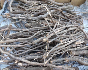 Sassafras Root - Etsy