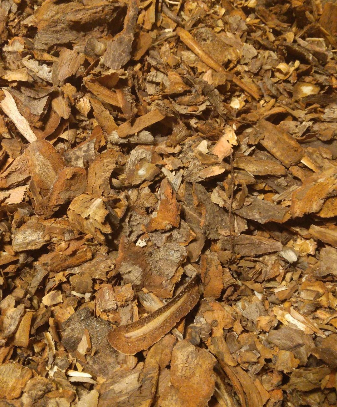 Wild Sassafras Root Bark: Organic Herbal Tea - Etsy