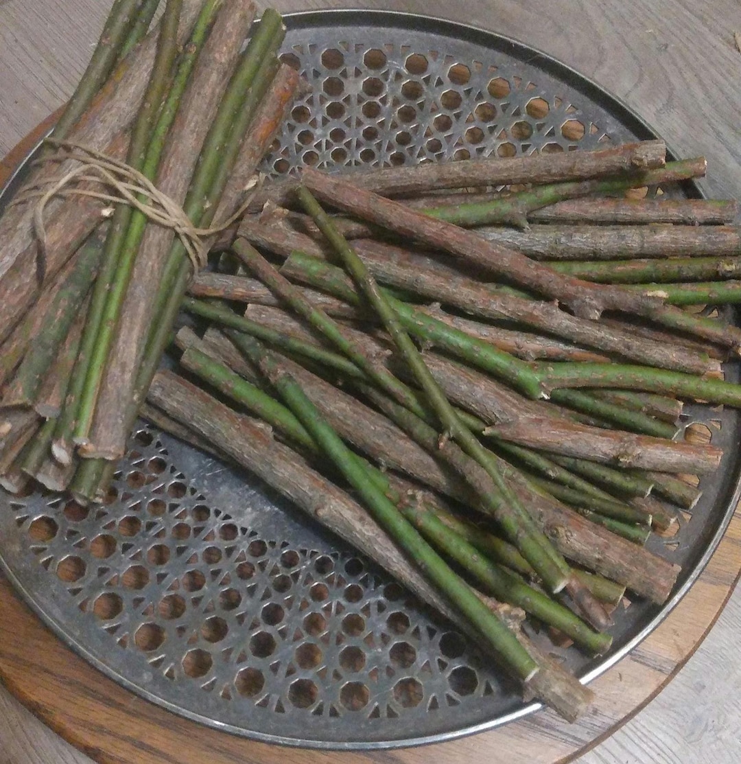 Sassafras Chew Sticks Loved by Humans and Critters Alike. Personally ...