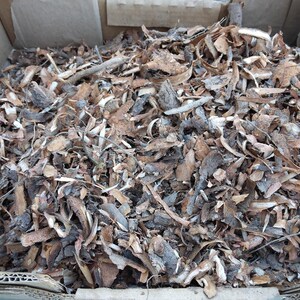 Wild Sassafras Root Bark: Organic Herbal Tea - Etsy