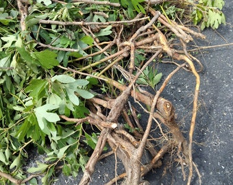 Sassafras Root - Etsy