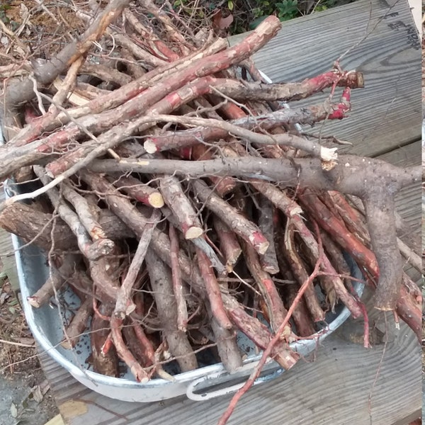 Sassafras Root - Etsy