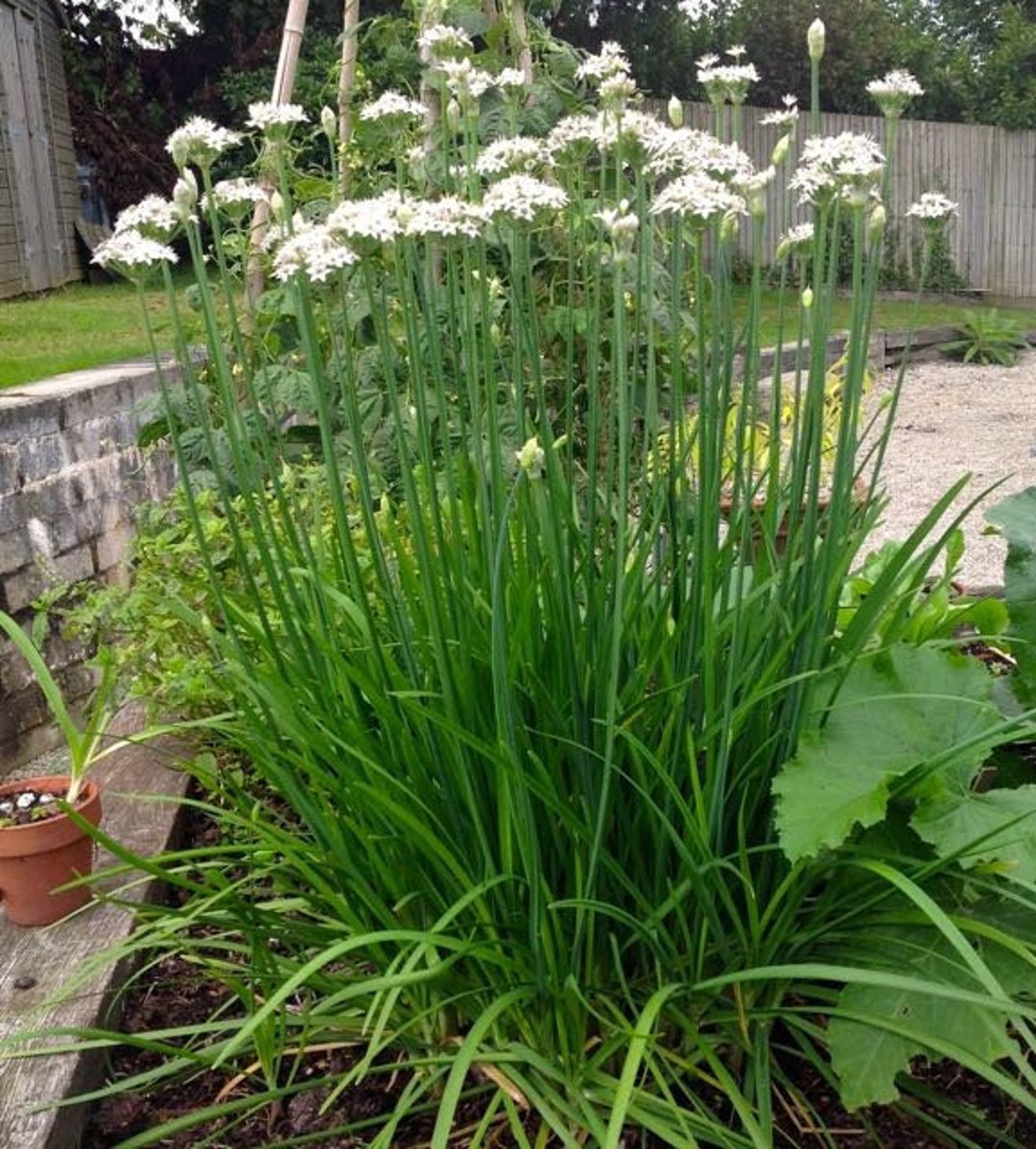 Chinese Leek Heirloom Broad-leaved Nira 250 Seeds - Etsy