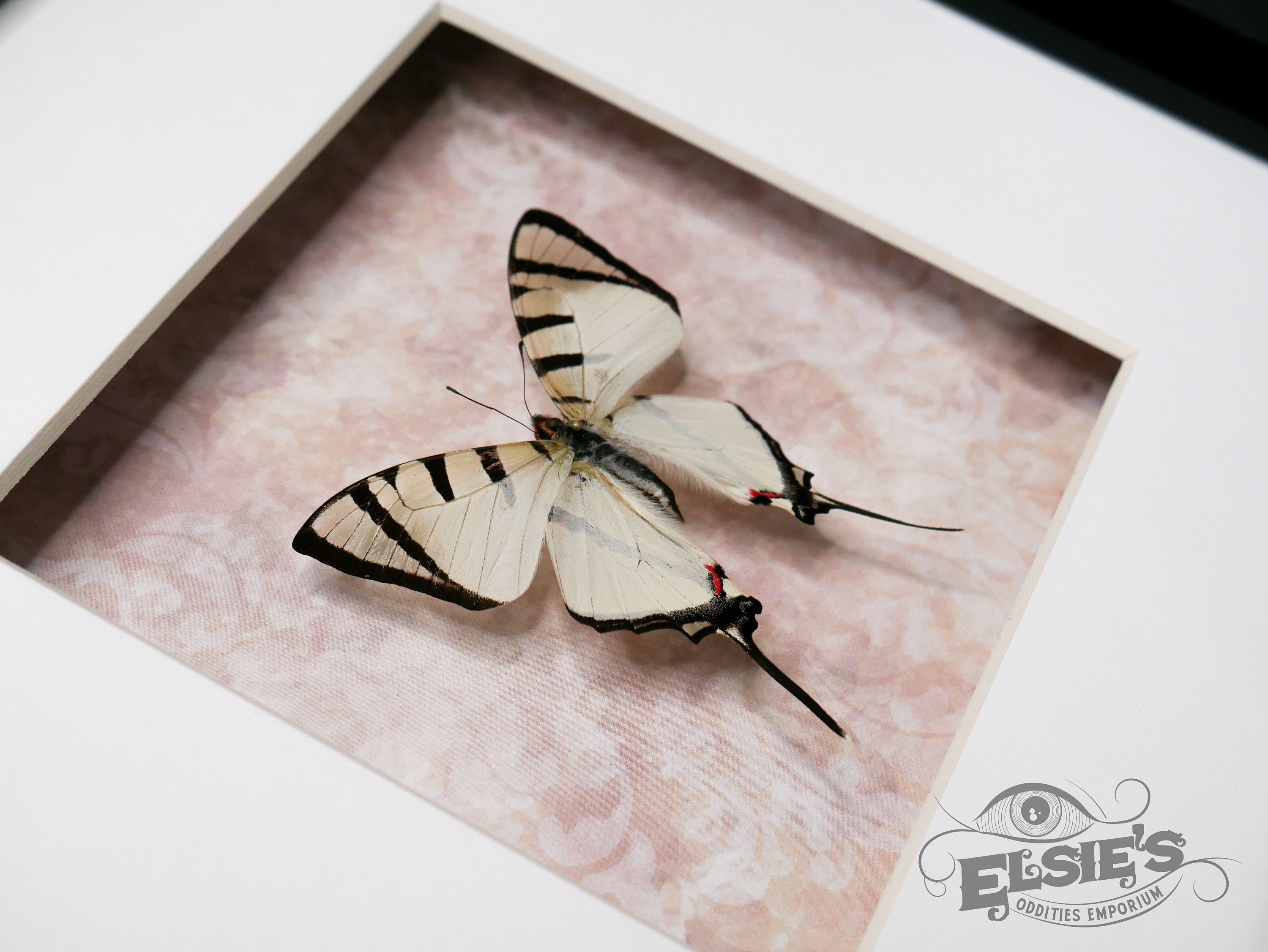 Graphium Agetes (malaysia) Entomology in Shadowbox Taxidermy Real ...