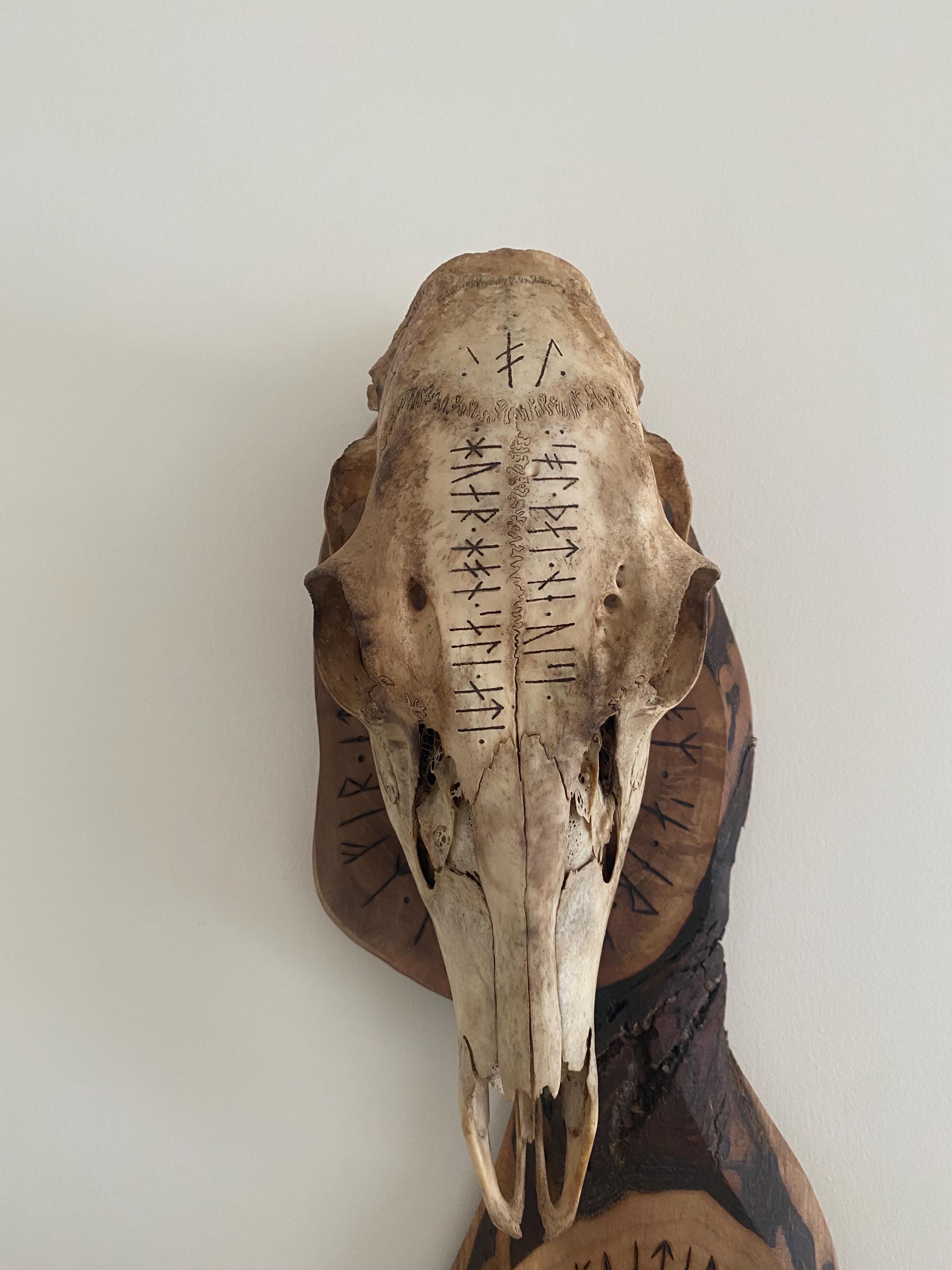 Sol Ok Mani Mounted Skulls - Etsy
