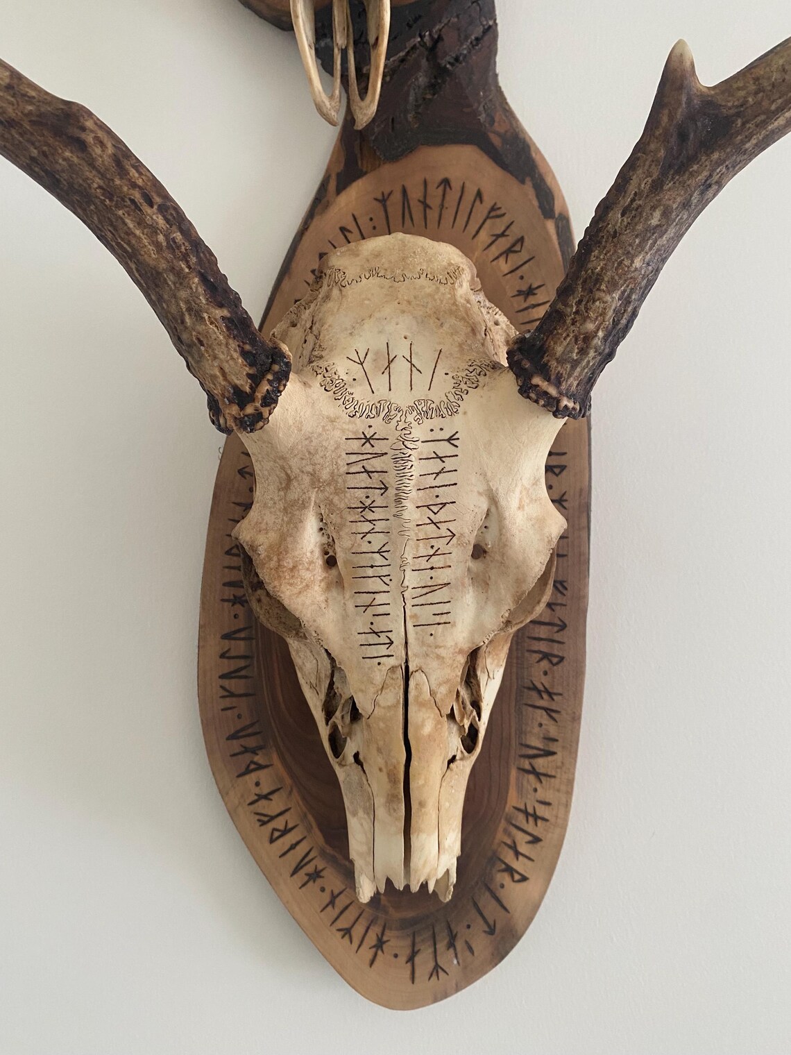 Sol Ok Mani Mounted Skulls - Etsy