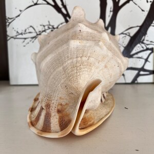 Queen Horned Helmet Conch / Cassis Cornuta, 3.25 Lb Shell - Etsy