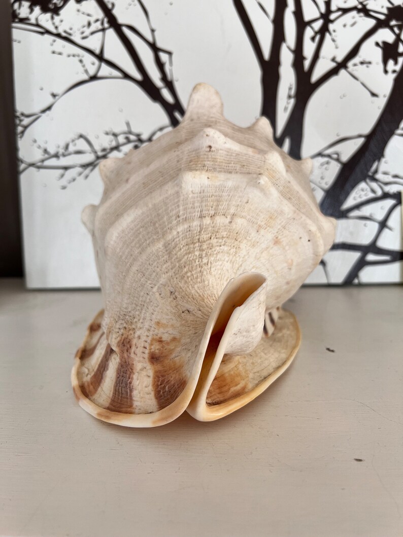 Queen Horned Helmet Conch / Cassis Cornuta, 3.25 Lb Shell - Etsy