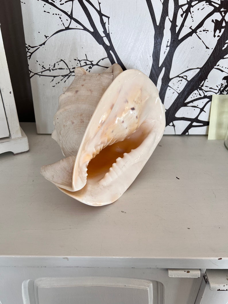 Queen Horned Helmet Conch / Cassis Cornuta, 3.25 Lb Shell - Etsy