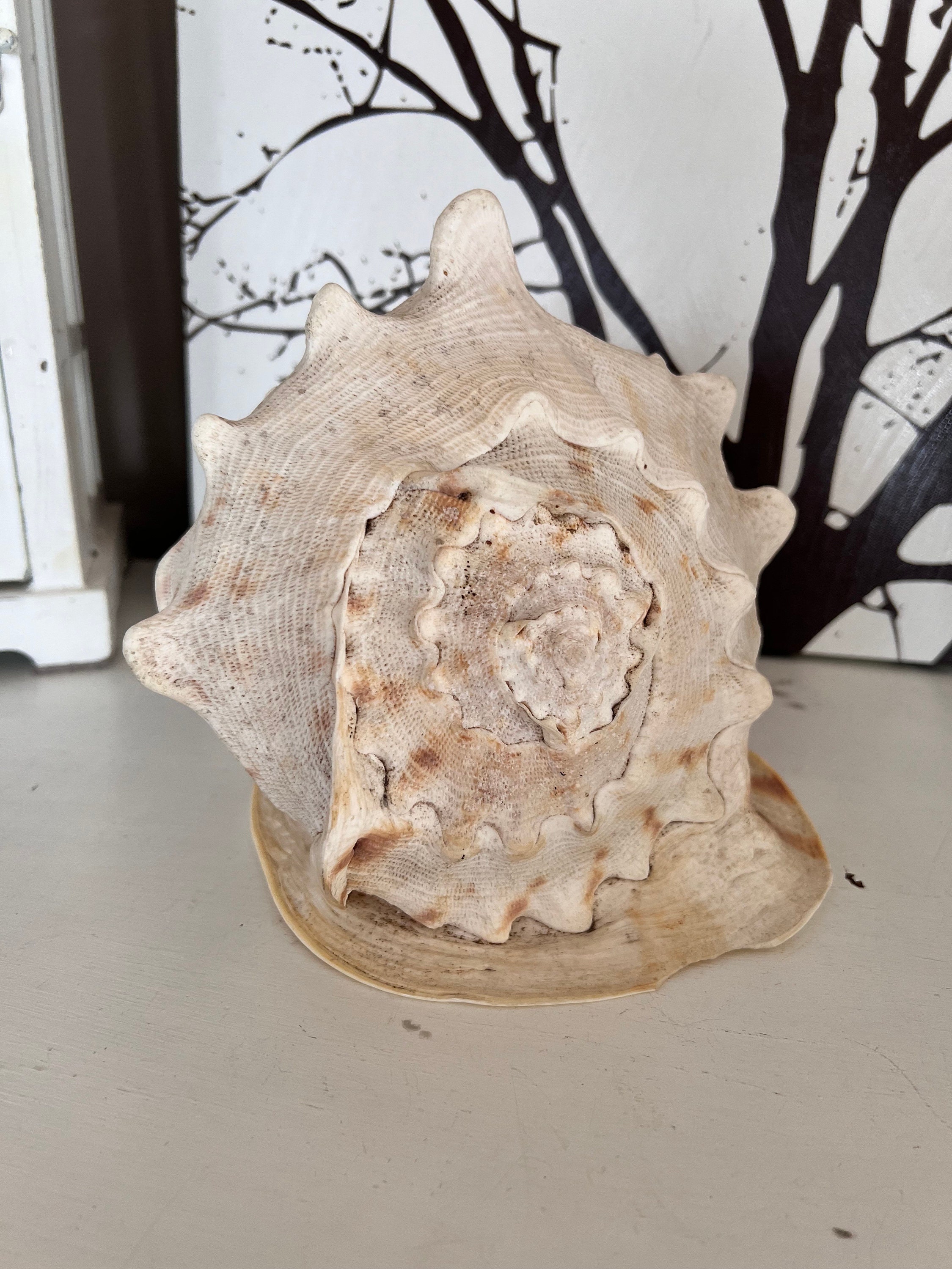 Queen Horned Helmet Conch / Cassis Cornuta, 3.25 Lb Shell - Etsy