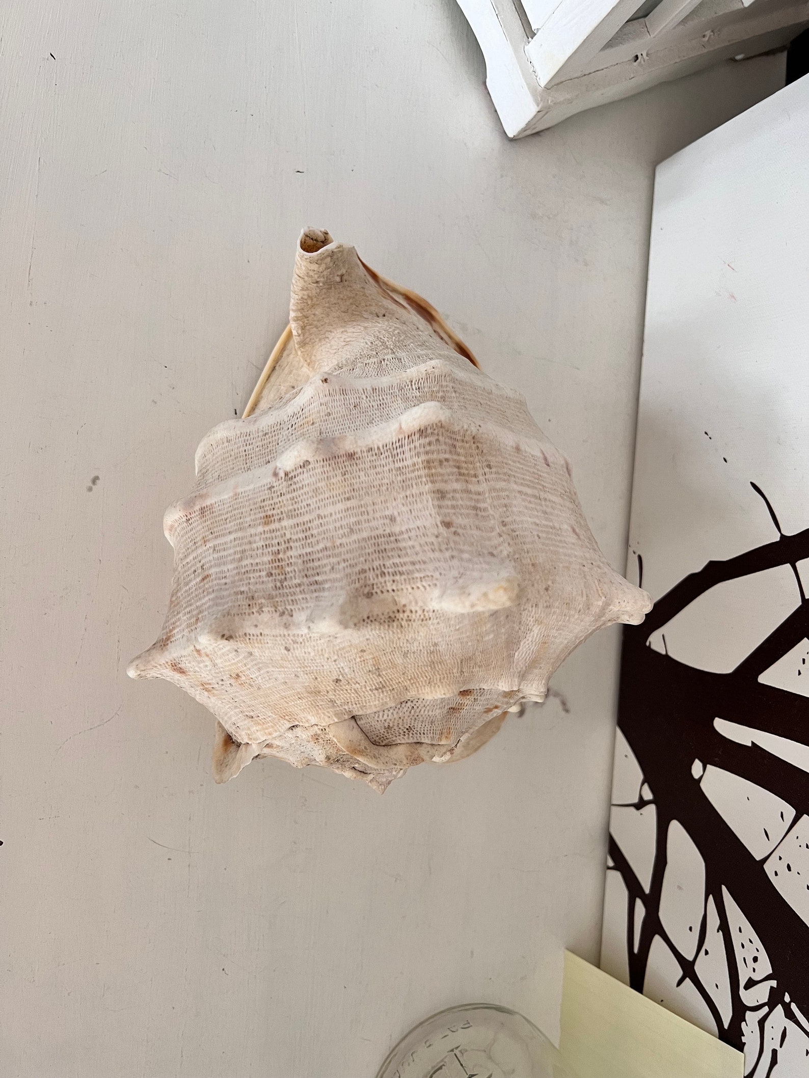 Queen Horned Helmet Conch / Cassis Cornuta, 3.25 Lb Shell - Etsy