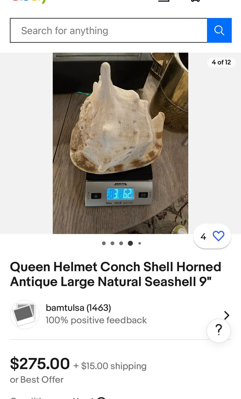 Queen Horned Helmet Conch / Cassis Cornuta, 3.25 Lb Shell - Etsy
